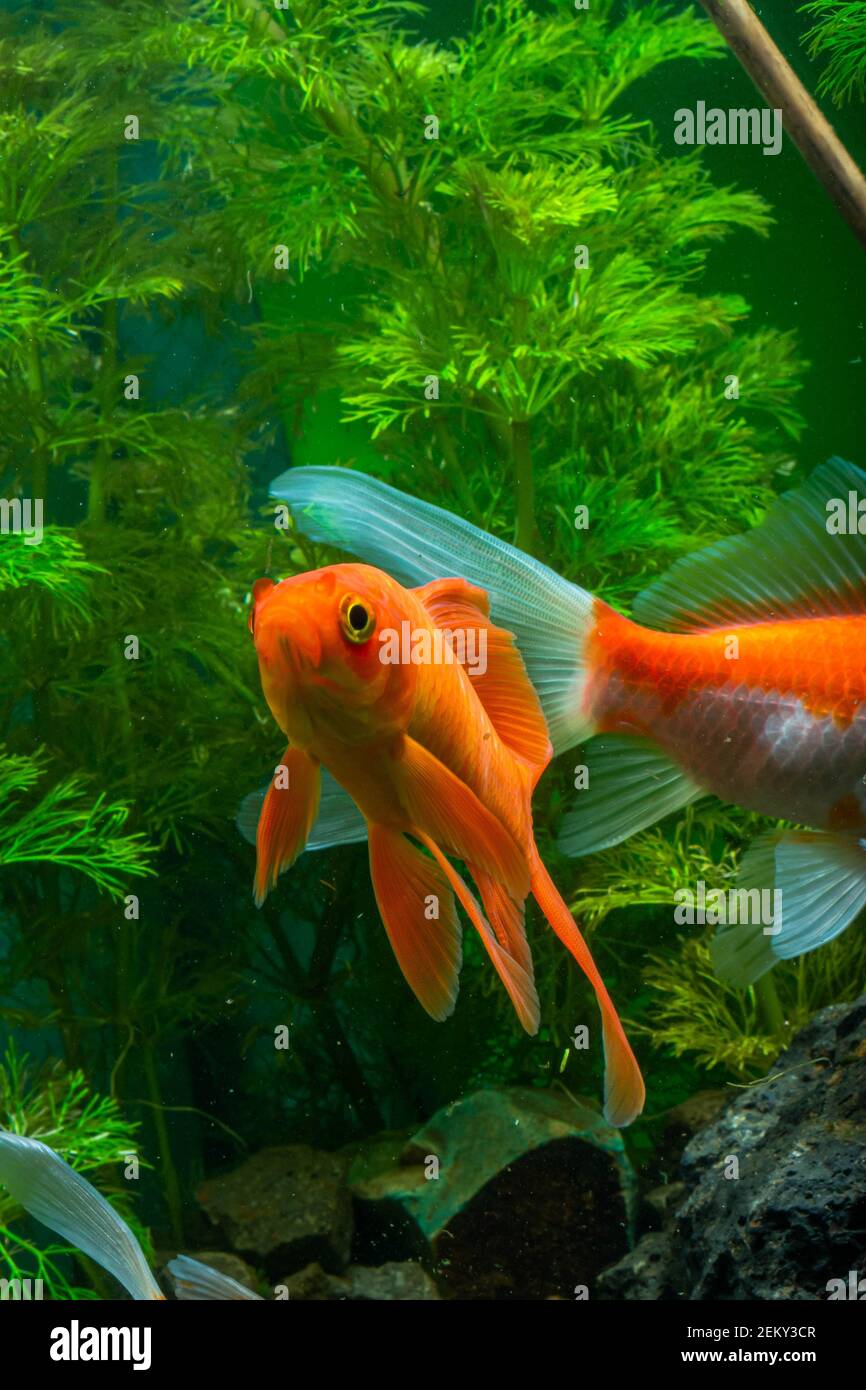 Aquarium native hardy fancy gold fish, Red Fantail Stock Photo - Alamy