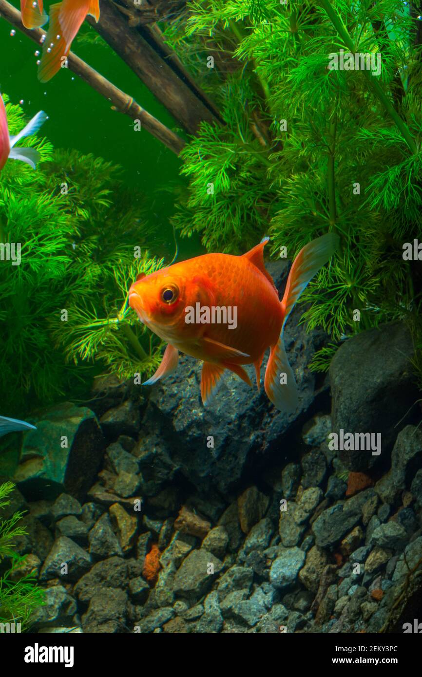 Aquarium native hardy fancy gold fish, Red Fantail Stock Photo - Alamy