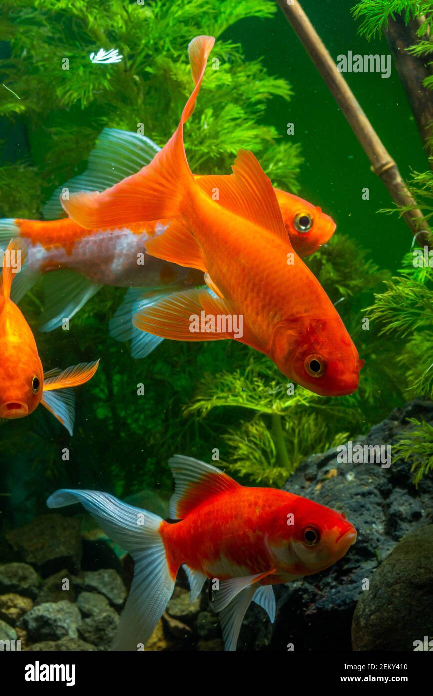 Aquarium native hardy fancy gold fish, Red Fantail Stock Photo - Alamy
