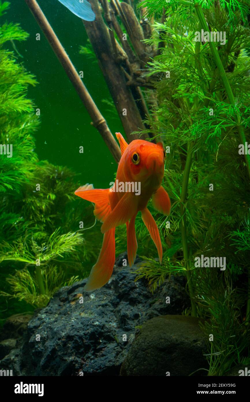 Aquarium native hardy fancy gold fish, Red Fantail Stock Photo - Alamy