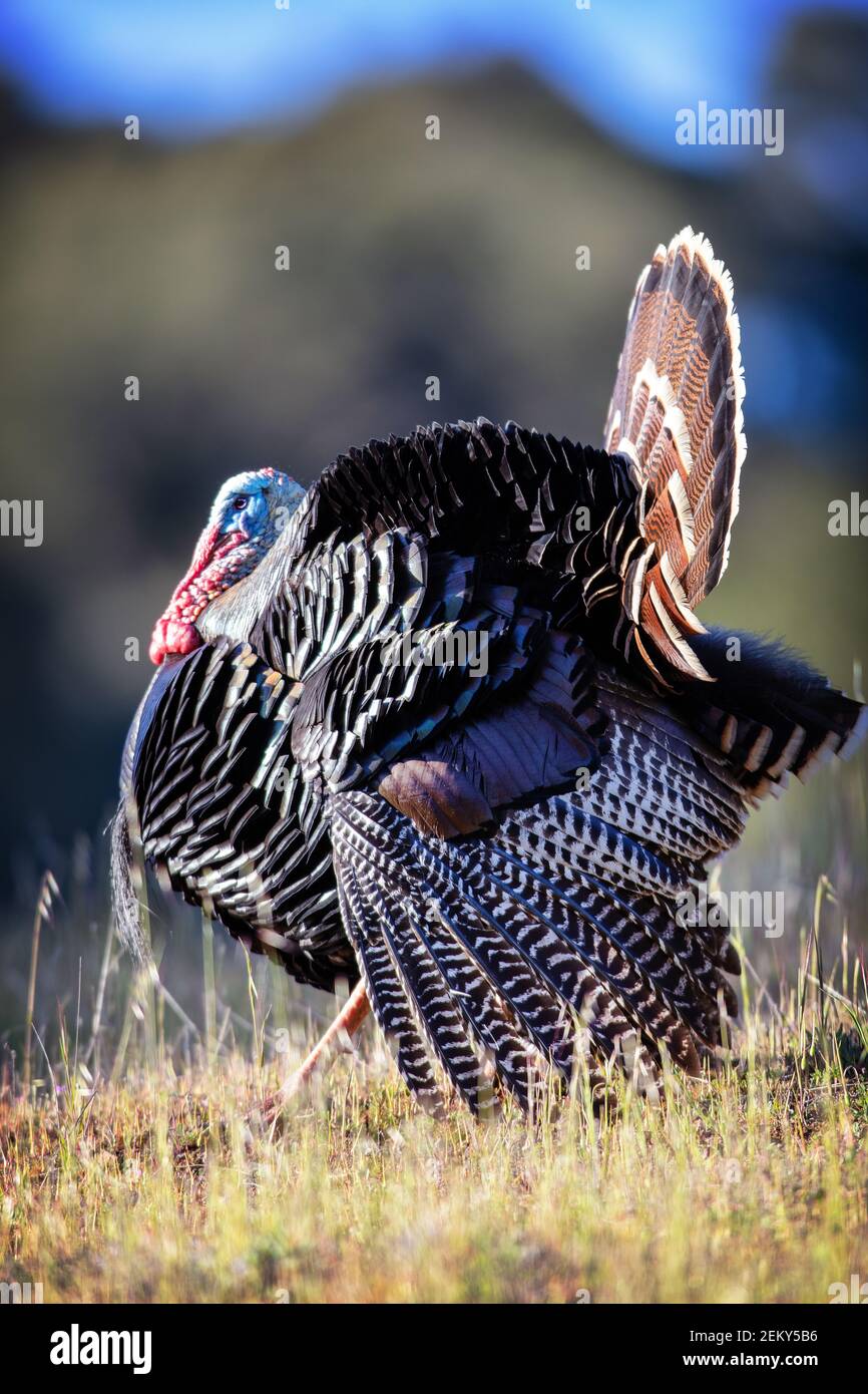 A male wild turkey (Meleagris gallopavo) in Palo Alto California Stock ...