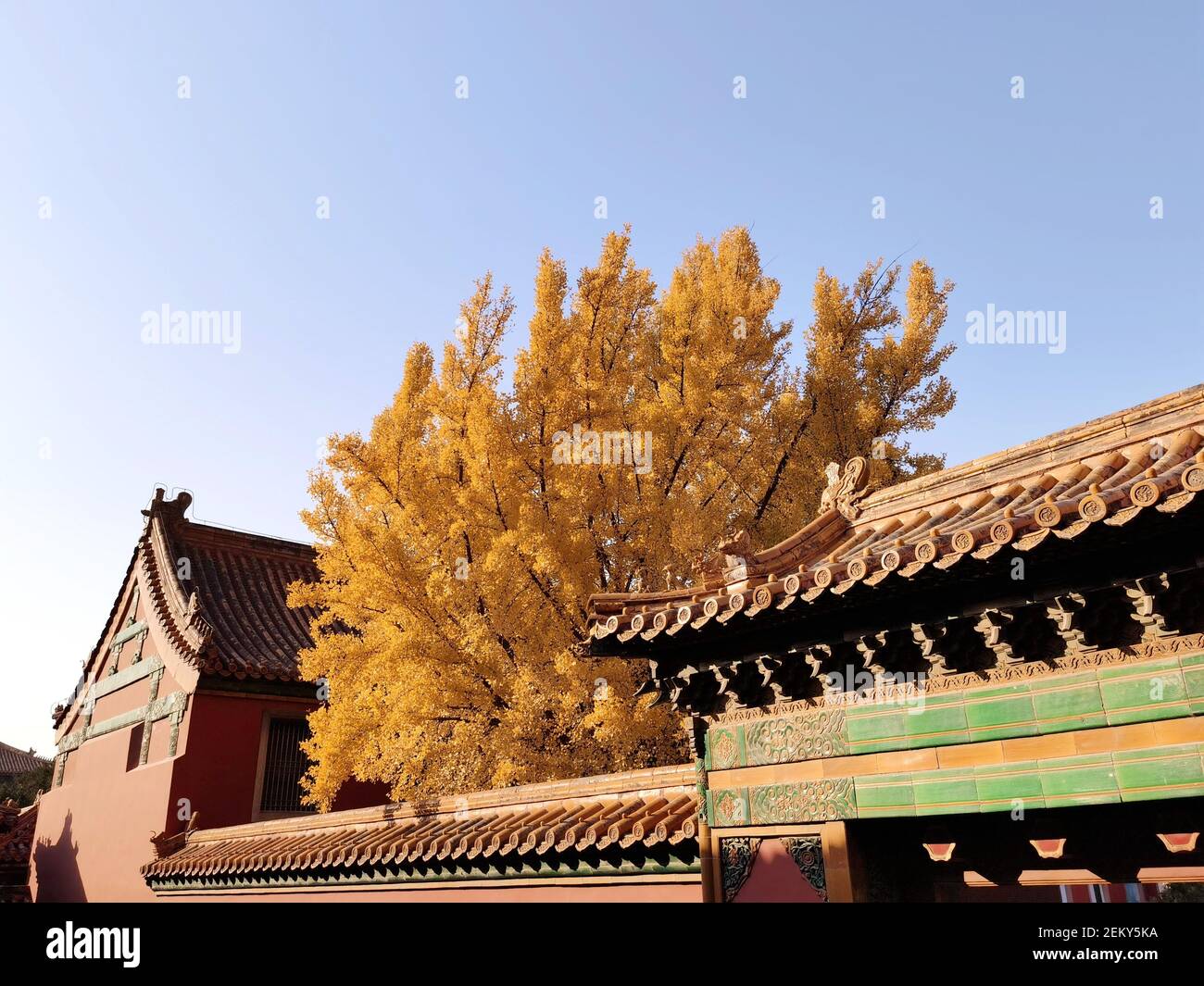Ginkgo trees turn into yellow as autumns comes, making themselves the ...