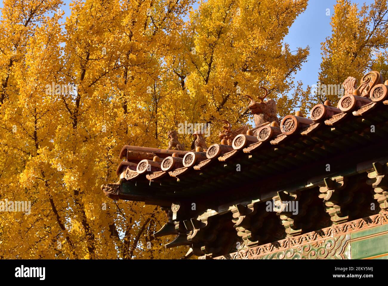 Ginkgo trees turn into yellow as autumns comes, making themselves the ...