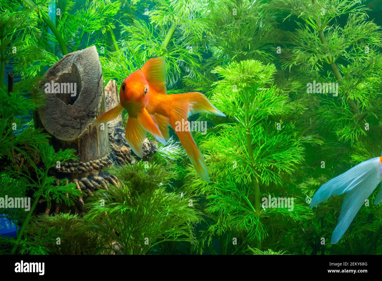 Aquarium native hardy fancy gold fish, Red Fantail Stock Photo - Alamy