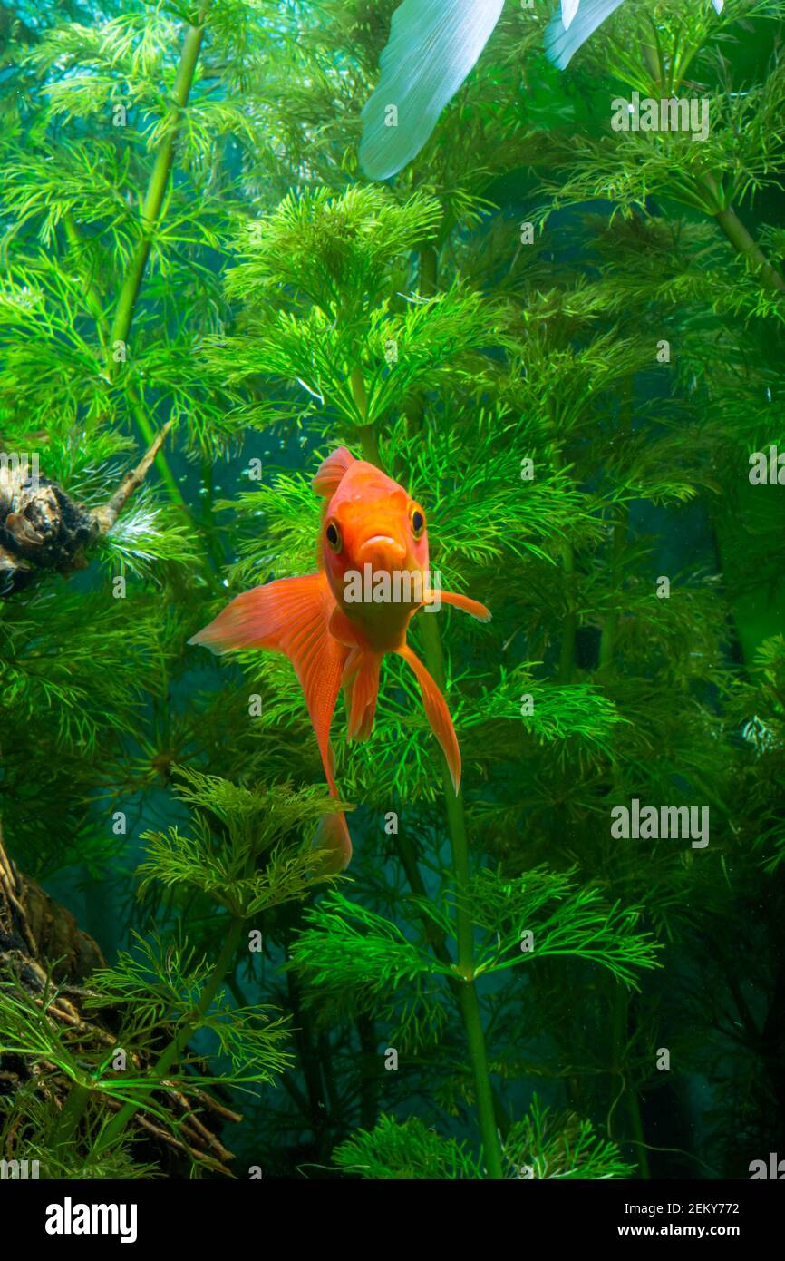 Aquarium native hardy fancy gold fish, Red Fantail Stock Photo - Alamy