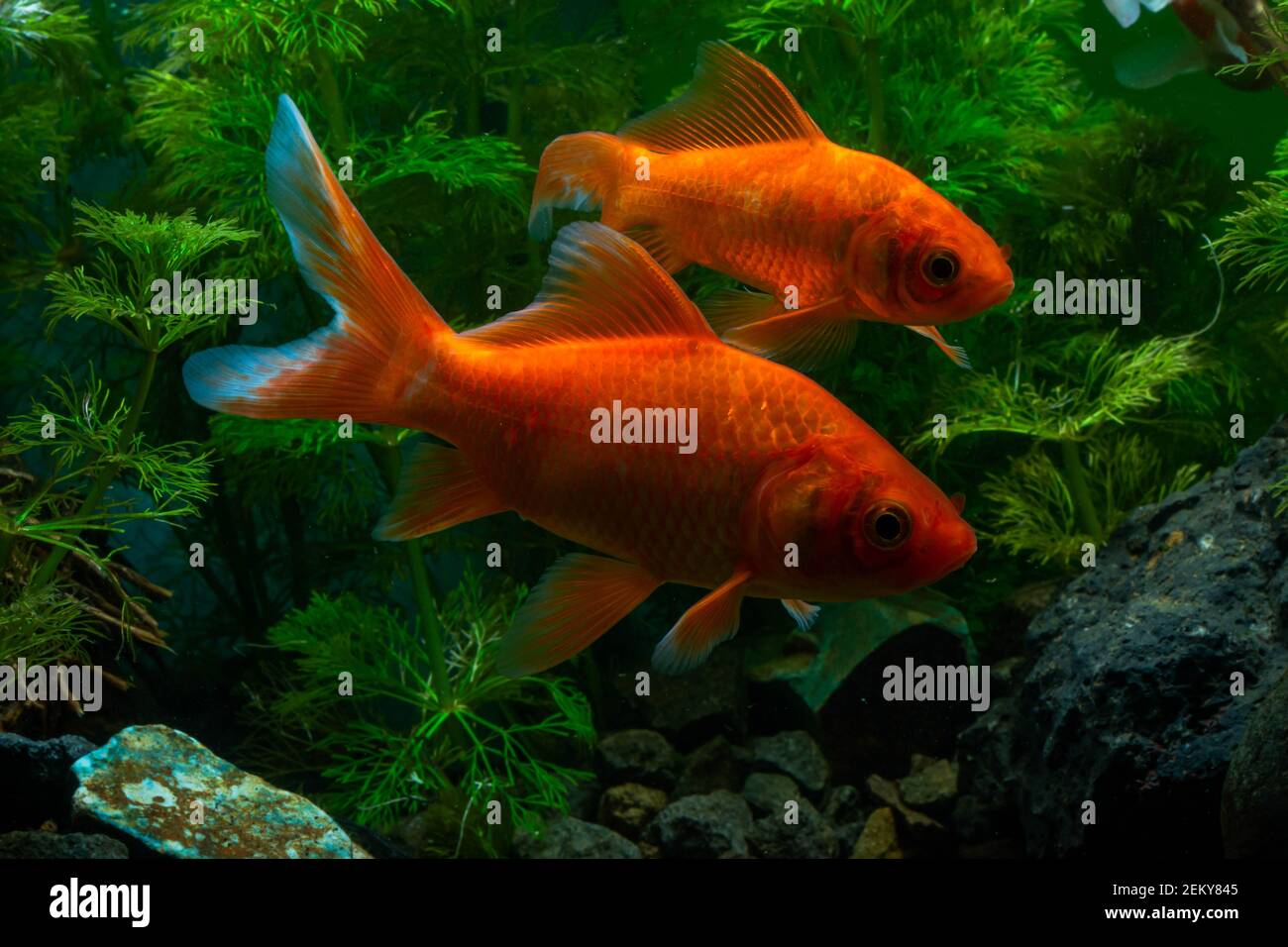 Aquarium native hardy fancy gold fish, Red Fantail Stock Photo - Alamy