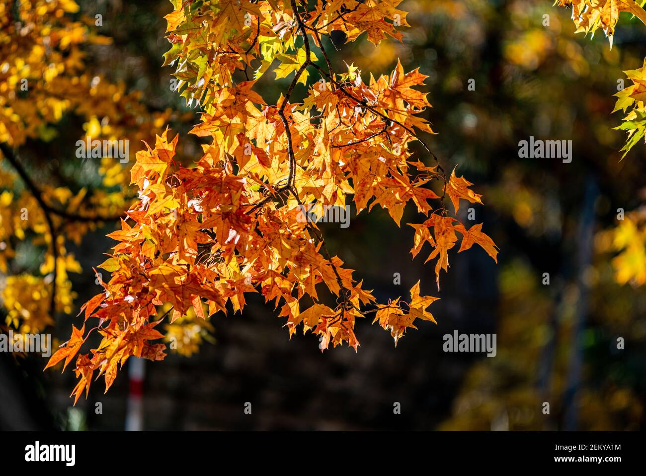 BEIJING, CHINA - NOVEMBER 1, 2020 - The leaves on the trees are yellow ...