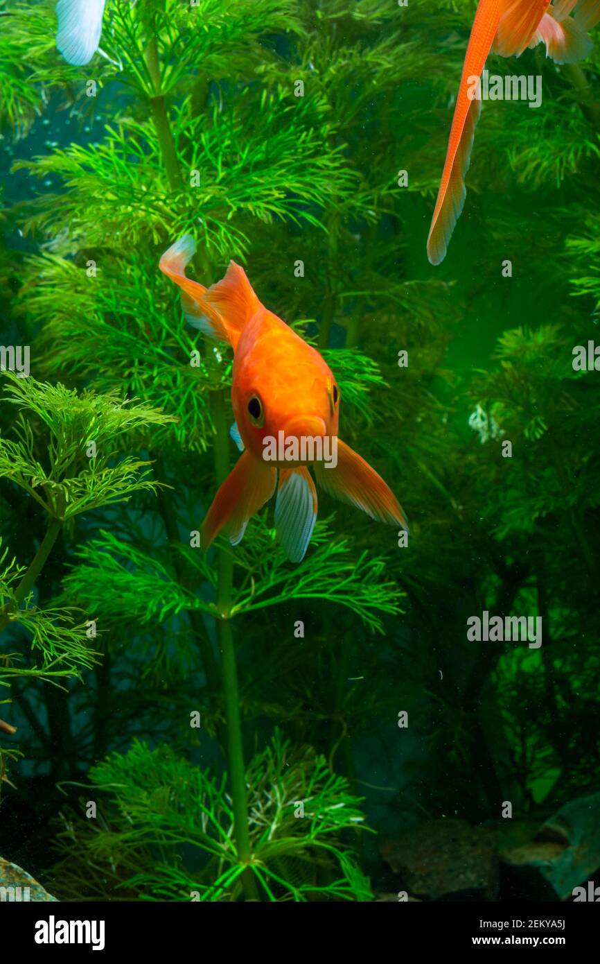 Aquarium native hardy fancy gold fish, Red Fantail Stock Photo - Alamy