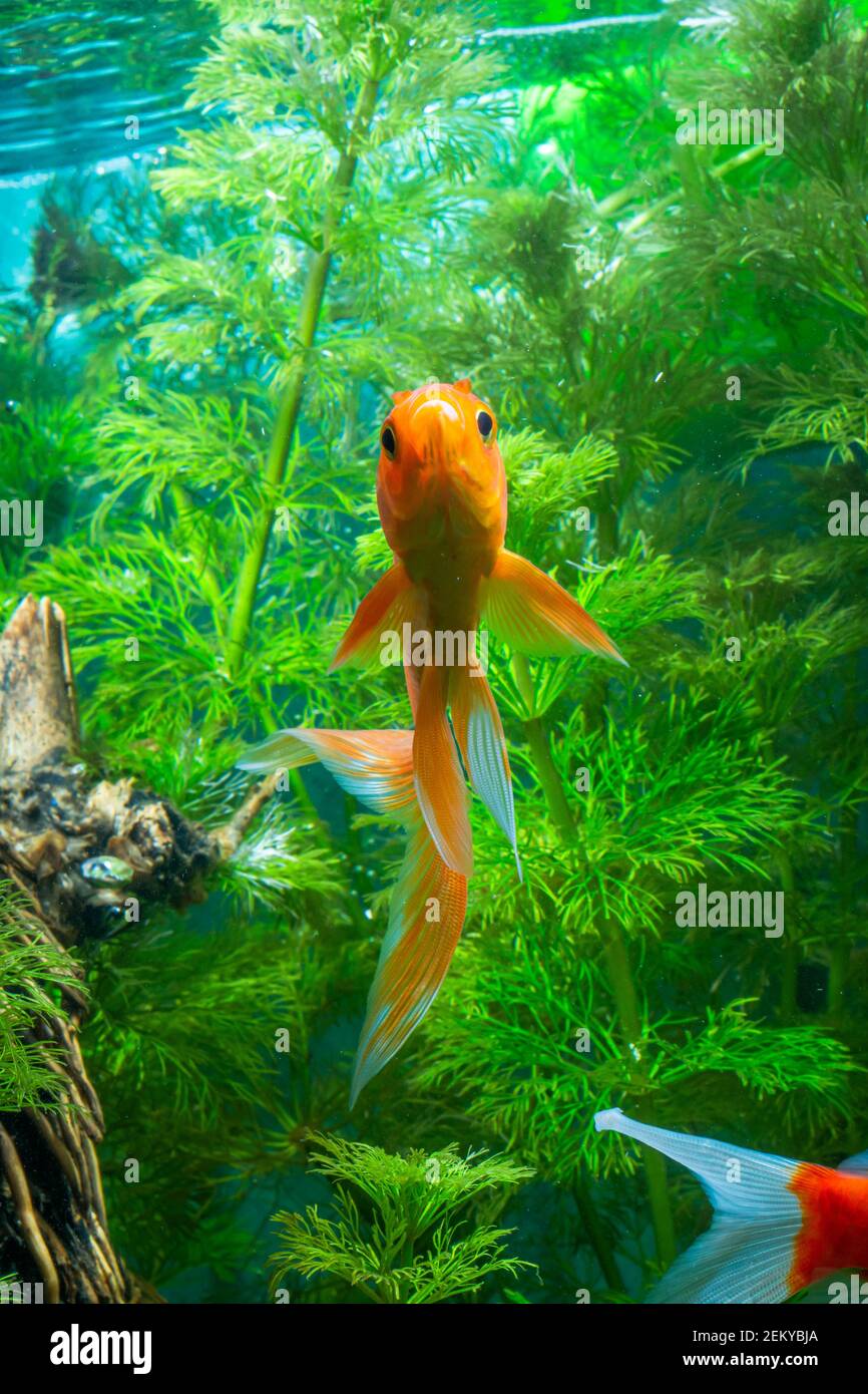 Jump fish hi-res stock photography and images - Alamy