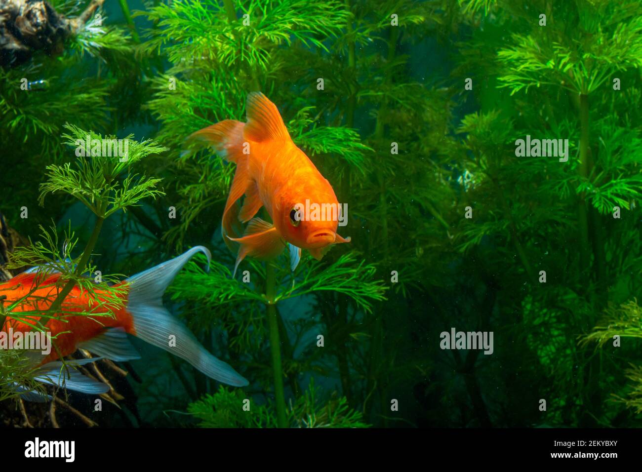 Aquarium native hardy fancy gold fish, Red Fantail Stock Photo - Alamy