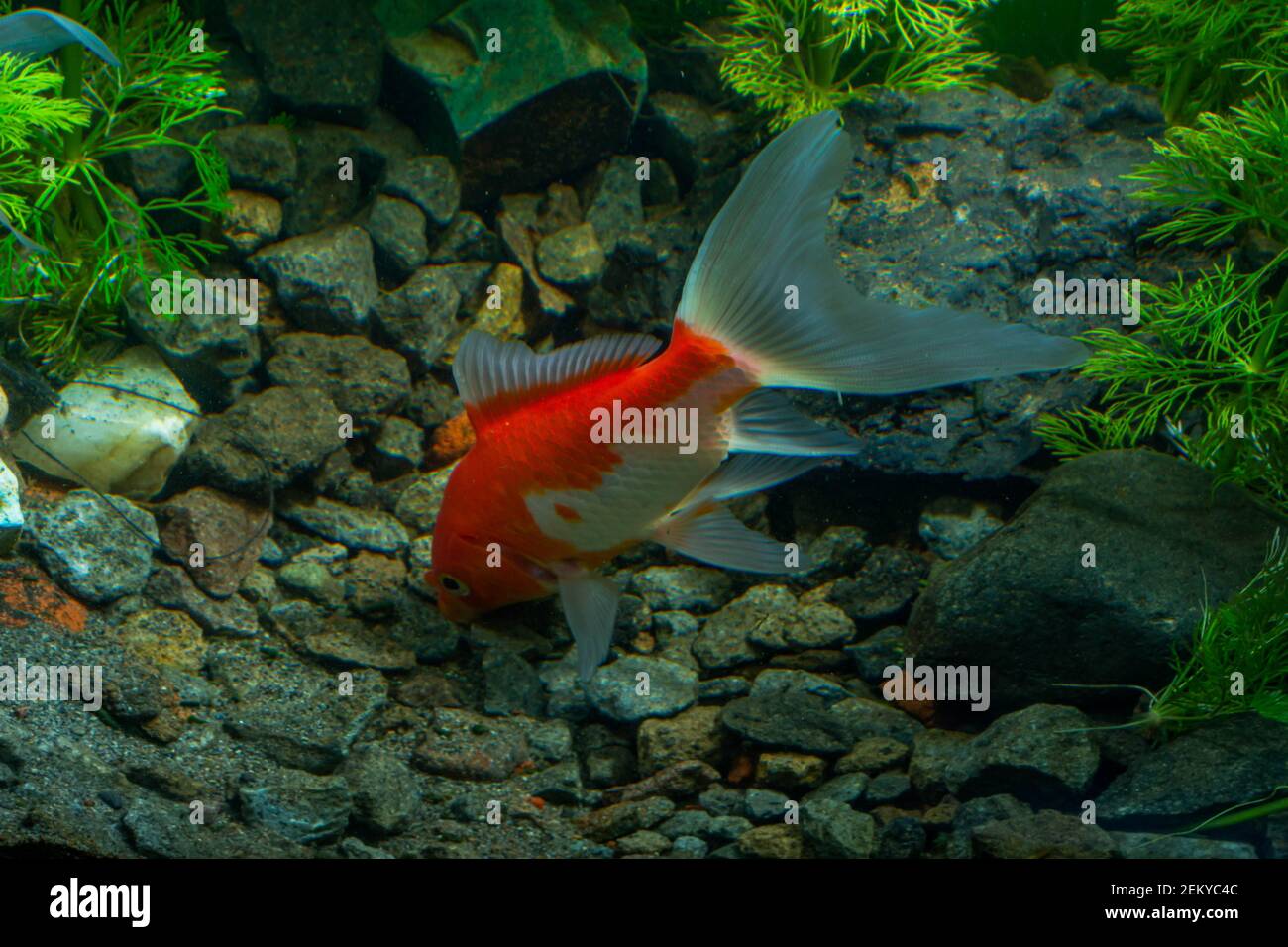 Aquarium native hardy fancy gold fish, Red Fantail Stock Photo - Alamy