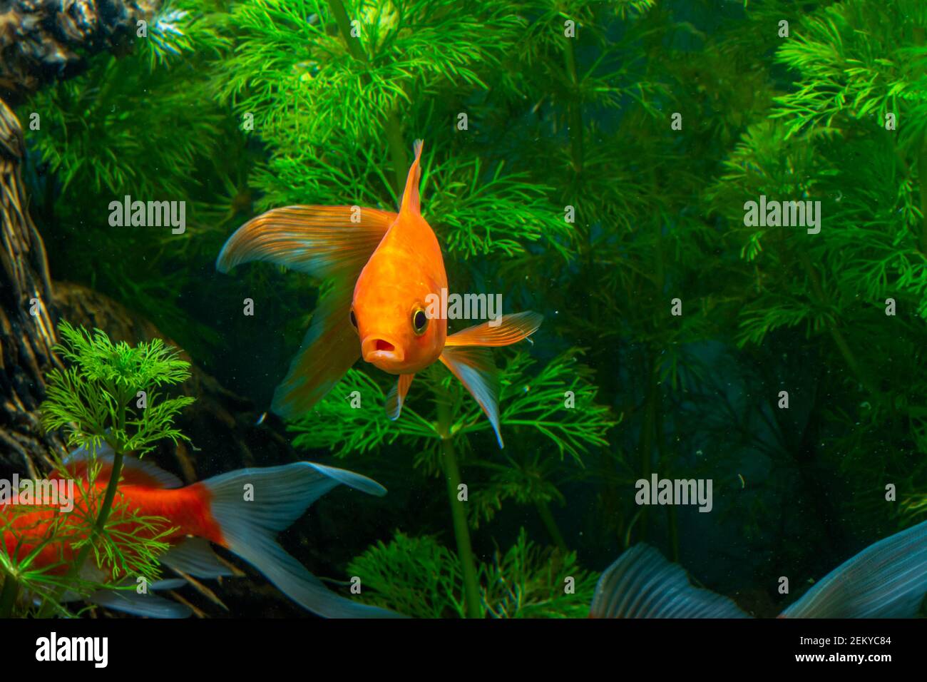 Aquarium native hardy fancy gold fish, Red Fantail Stock Photo - Alamy