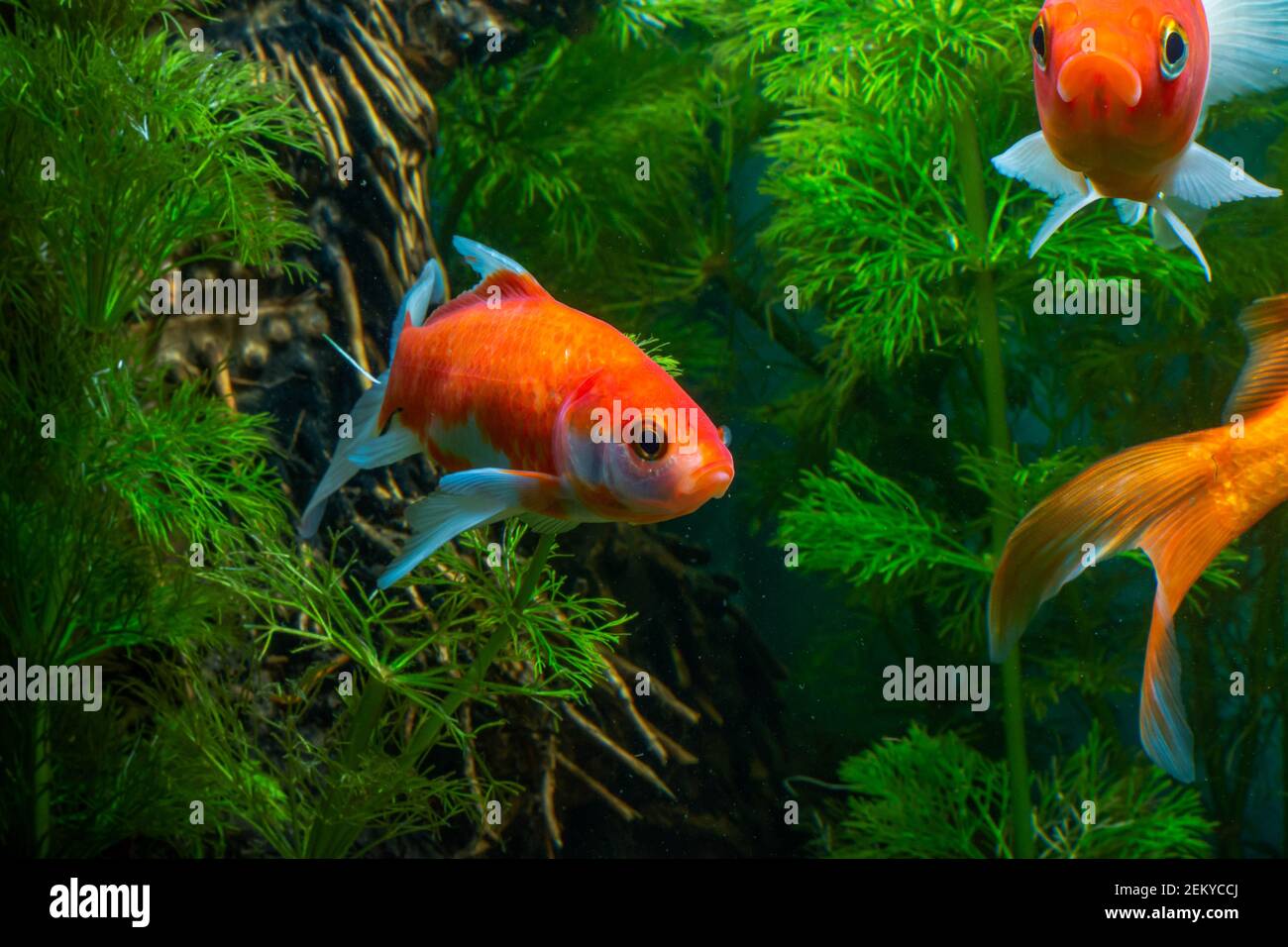 Aquarium native hardy fancy gold fish, Red Fantail Stock Photo - Alamy