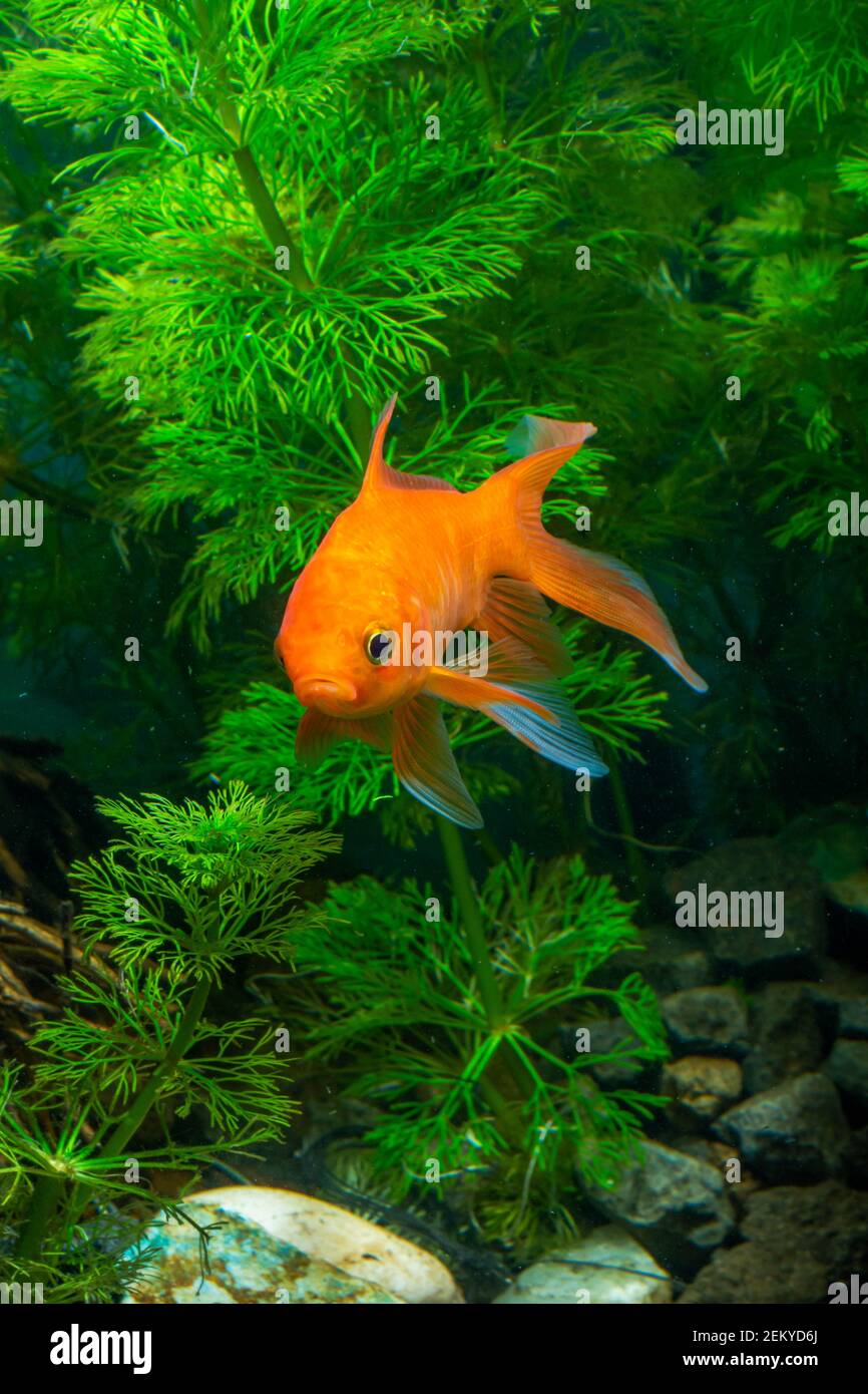 Aquarium native hardy fancy gold fish, Red Fantail Stock Photo - Alamy