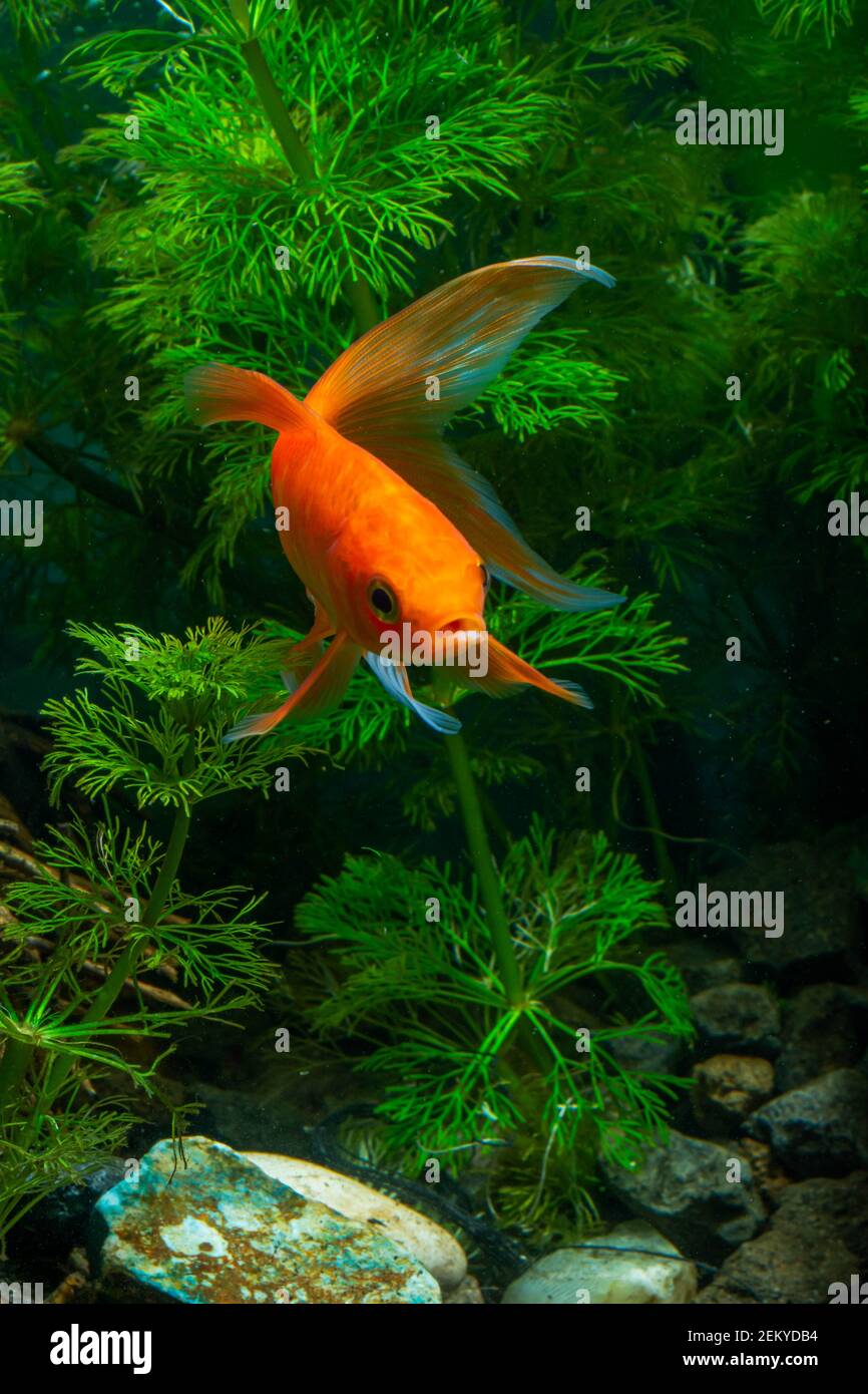Aquarium native hardy fancy gold fish, Red Fantail Stock Photo - Alamy