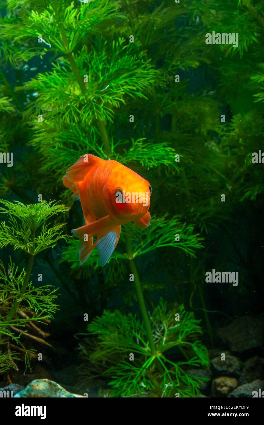 Aquarium native hardy fancy gold fish, Red Fantail Stock Photo - Alamy