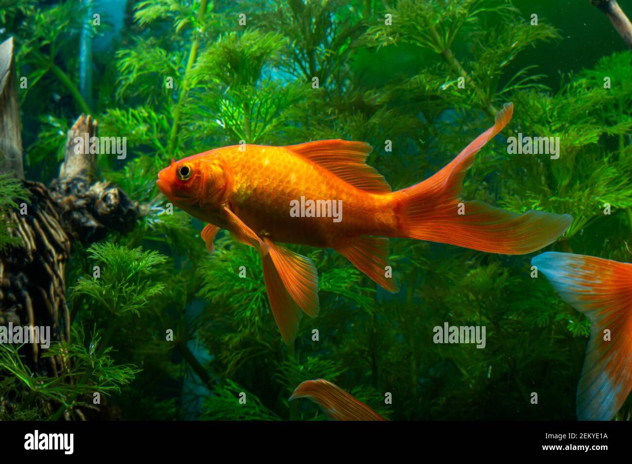 Aquarium native hardy fancy gold fish, Red Fantail Stock Photo - Alamy