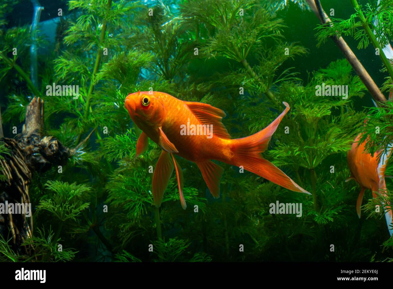 Aquarium native hardy fancy gold fish, Red Fantail Stock Photo - Alamy