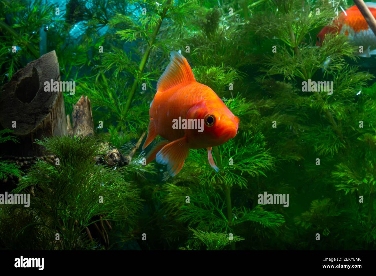 Aquarium native hardy fancy gold fish, Red Fantail Stock Photo - Alamy