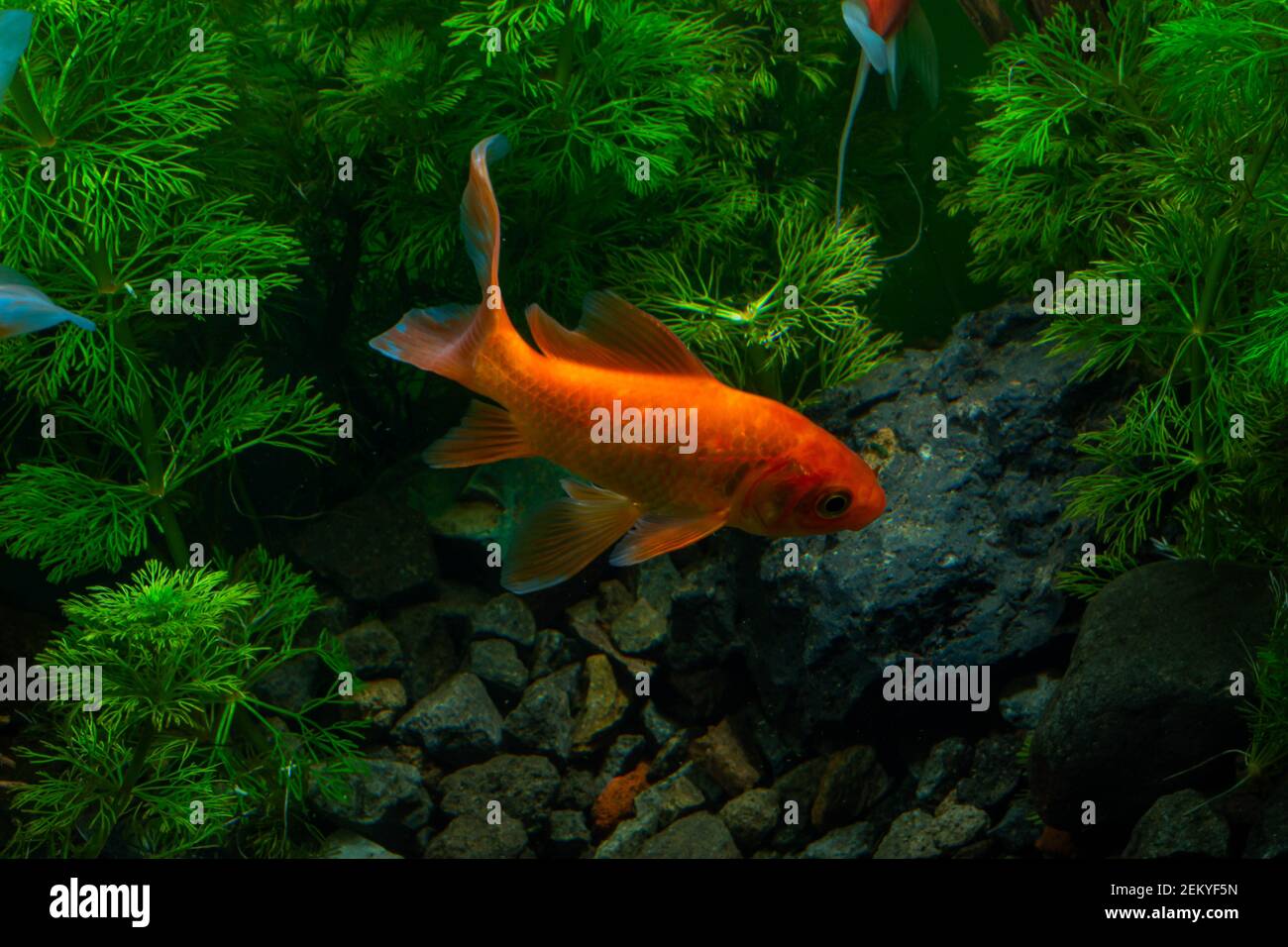 Aquarium native hardy fancy gold fish, Red Fantail Stock Photo - Alamy