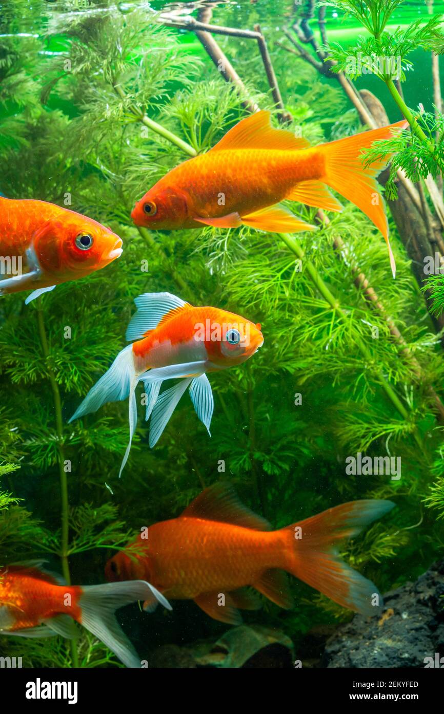Aquarium native hardy fancy gold fish, Red Fantail Stock Photo - Alamy