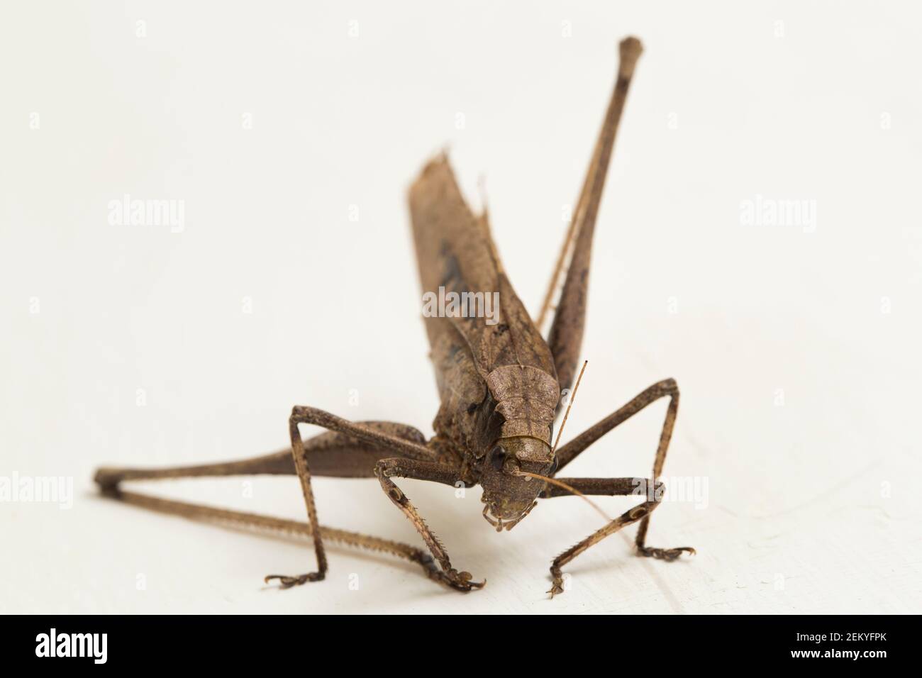 Brown Grasshopper With Stinger