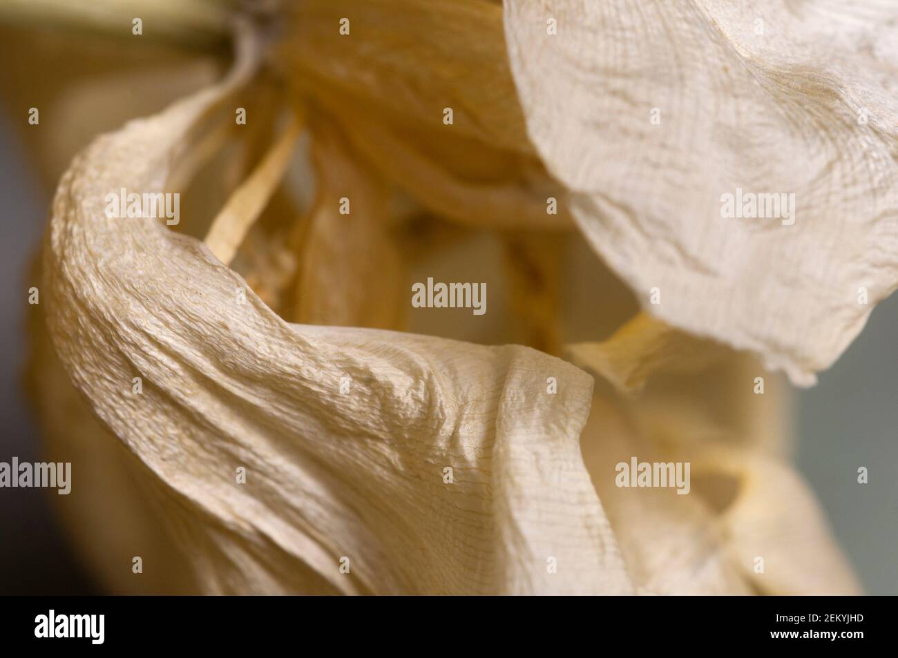 Fragile fragment hi-res stock photography and images - Alamy