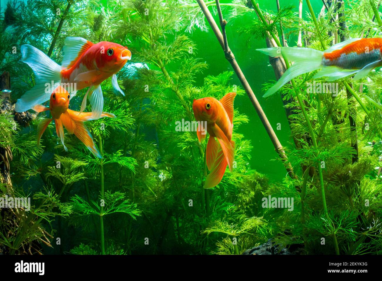 Aquarium native hardy fancy gold fish, Red Fantail Stock Photo - Alamy