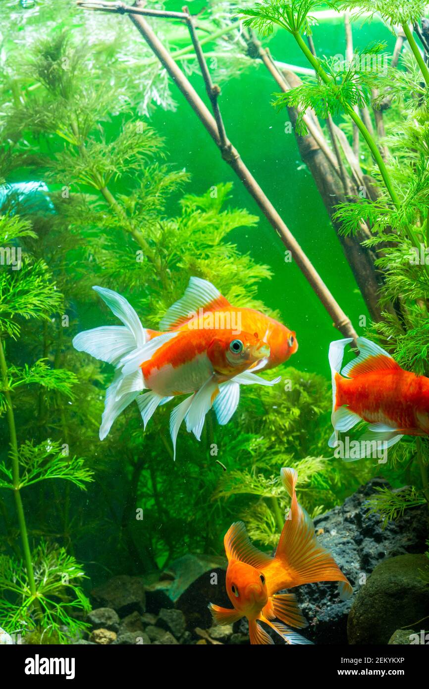 Aquarium native hardy fancy gold fish, Red Fantail Stock Photo - Alamy