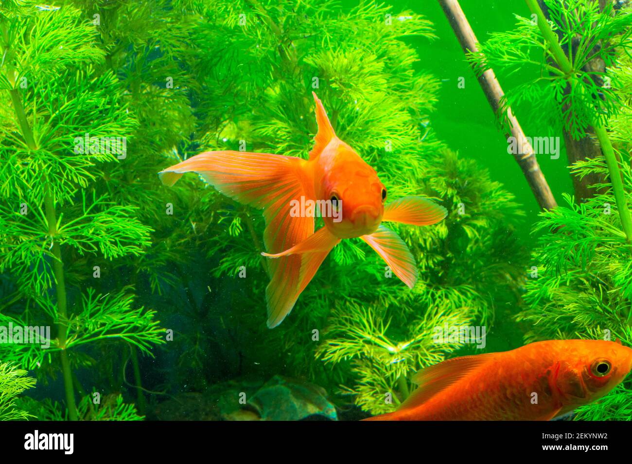Aquarium native hardy fancy gold fish, Red Fantail Stock Photo - Alamy