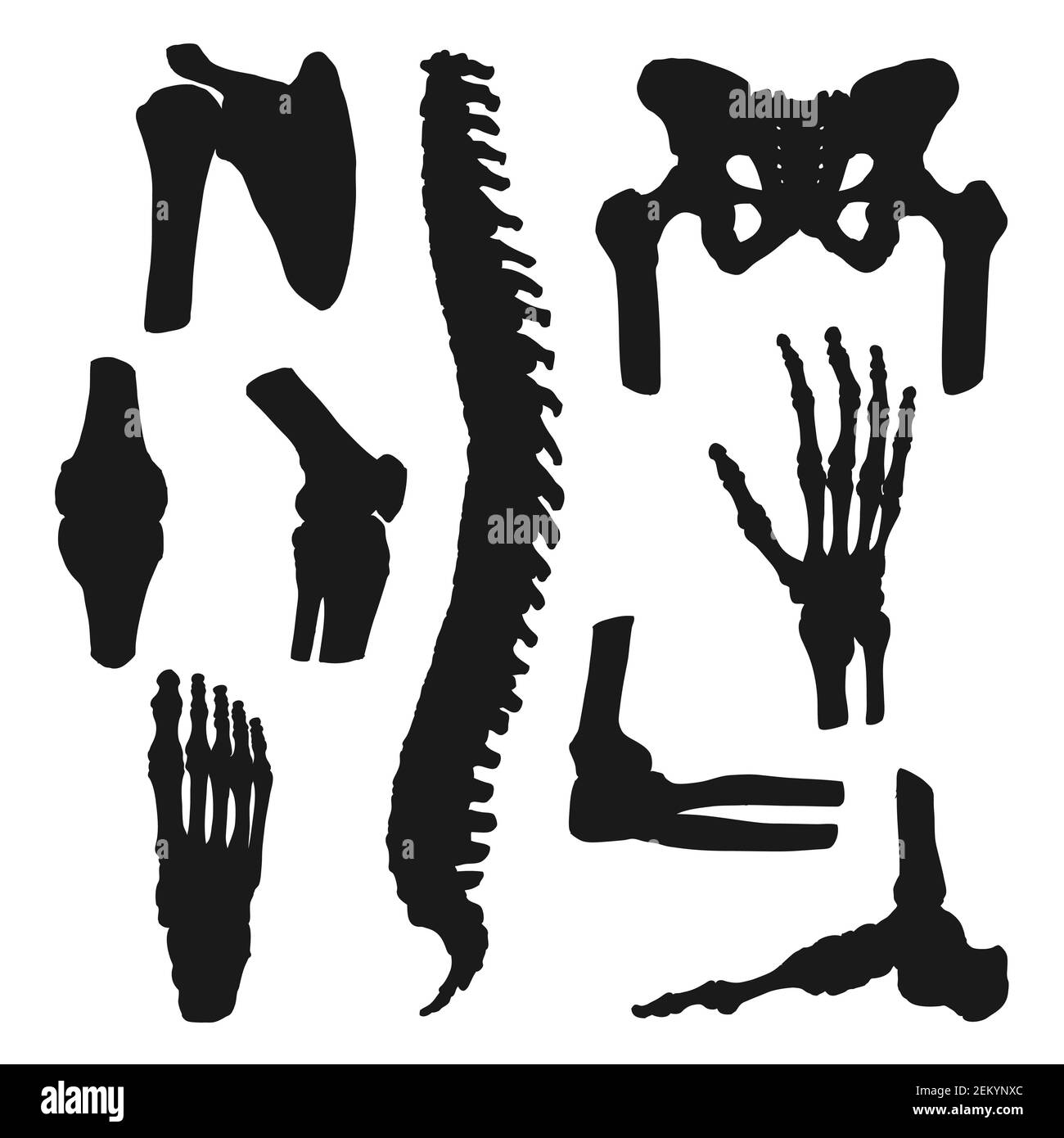 Human joins and bones icons, anatomy and orthopedic medicine symbols ...