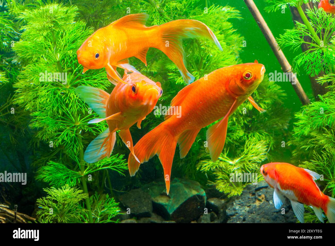 Aquarium native hardy fancy gold fish, Red Fantail Stock Photo - Alamy