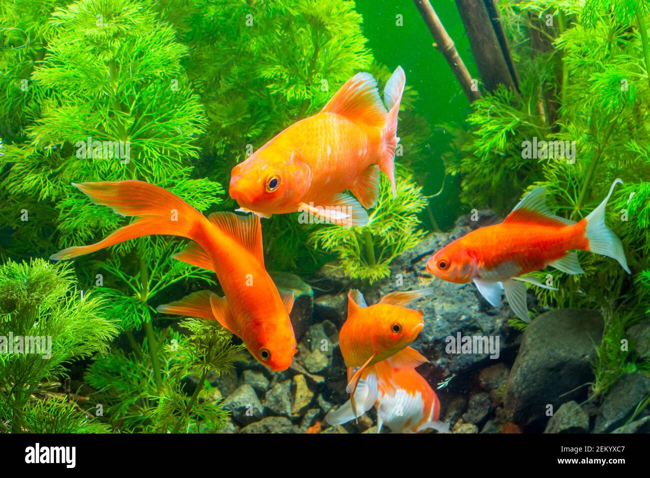 Aquarium native hardy fancy gold fish, Red Fantail Stock Photo - Alamy