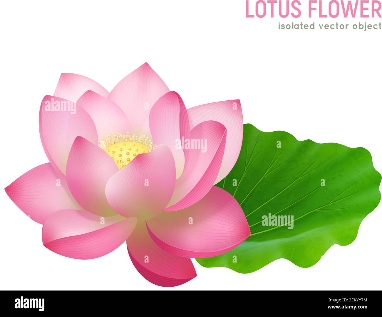 Single pink beautiful lotus flower with leaf close up isolated image on ...