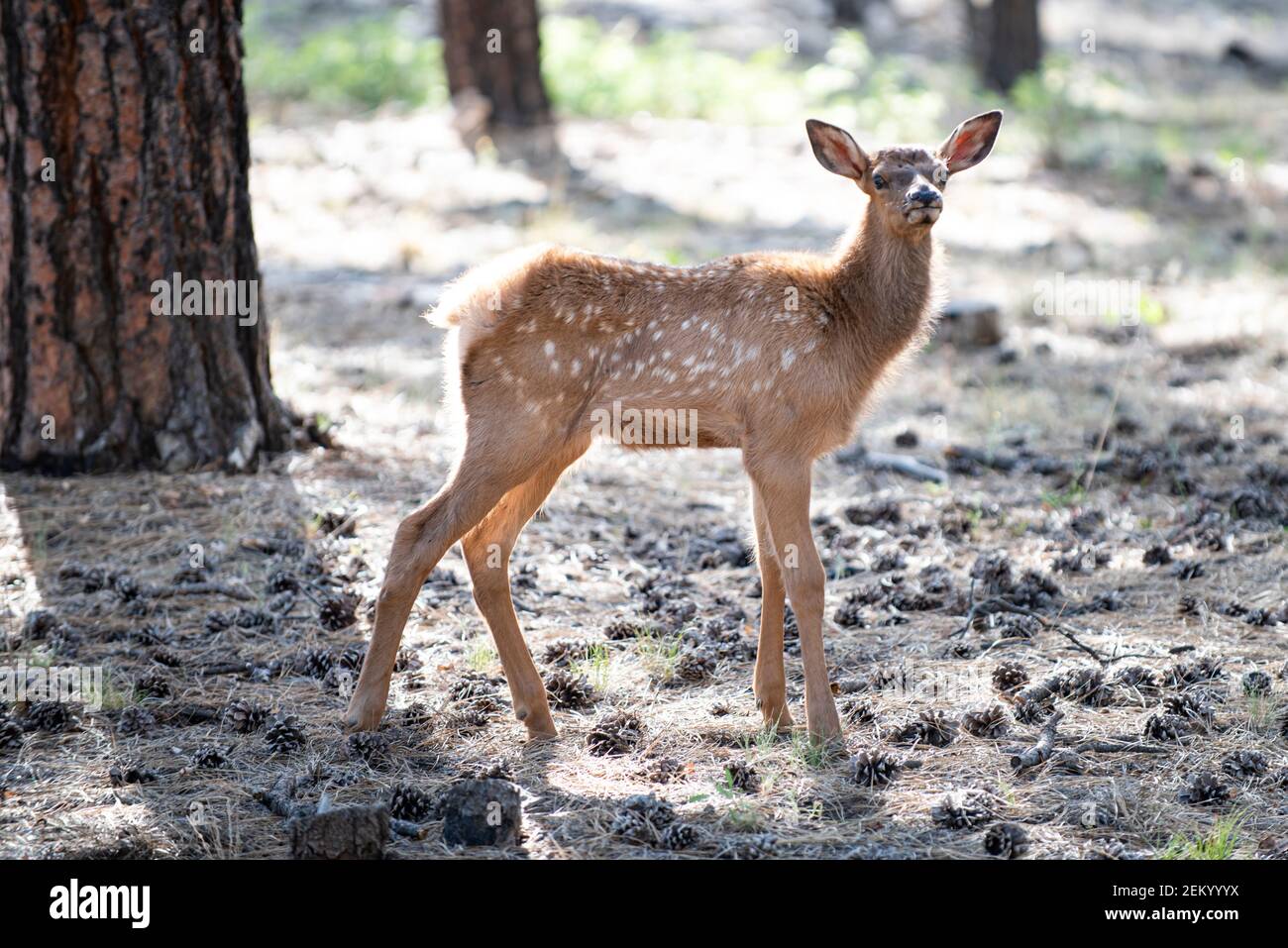 Forest animals. Deer Fawn, Bambi, capreolus. White-tailed young roe ...