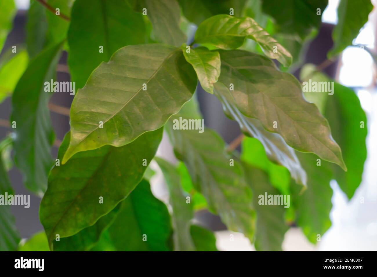 Coffee plant leaves interior coffee shop, stock photo Stock Photo - Alamy