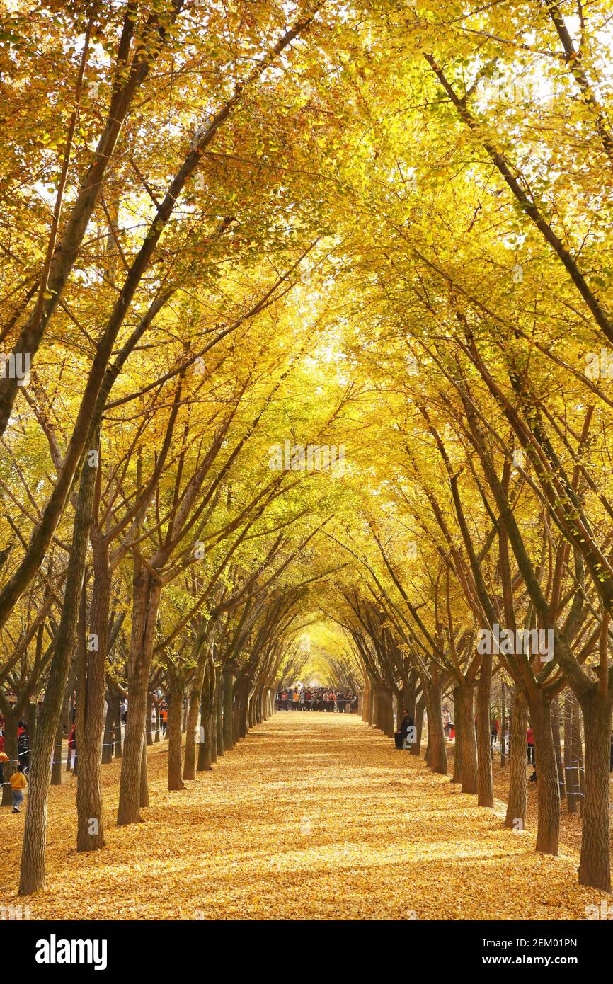 The golden tunnel which is made by ginkgo trees in Xuzhou, Jiangsu ...