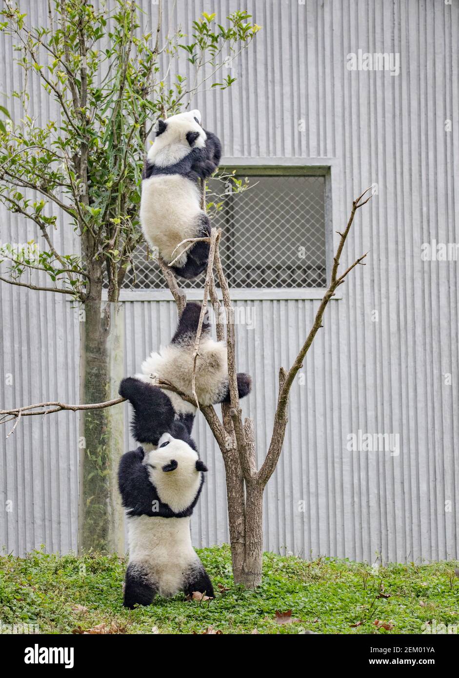 The pandas are playing at the China giant panda protection and research ...