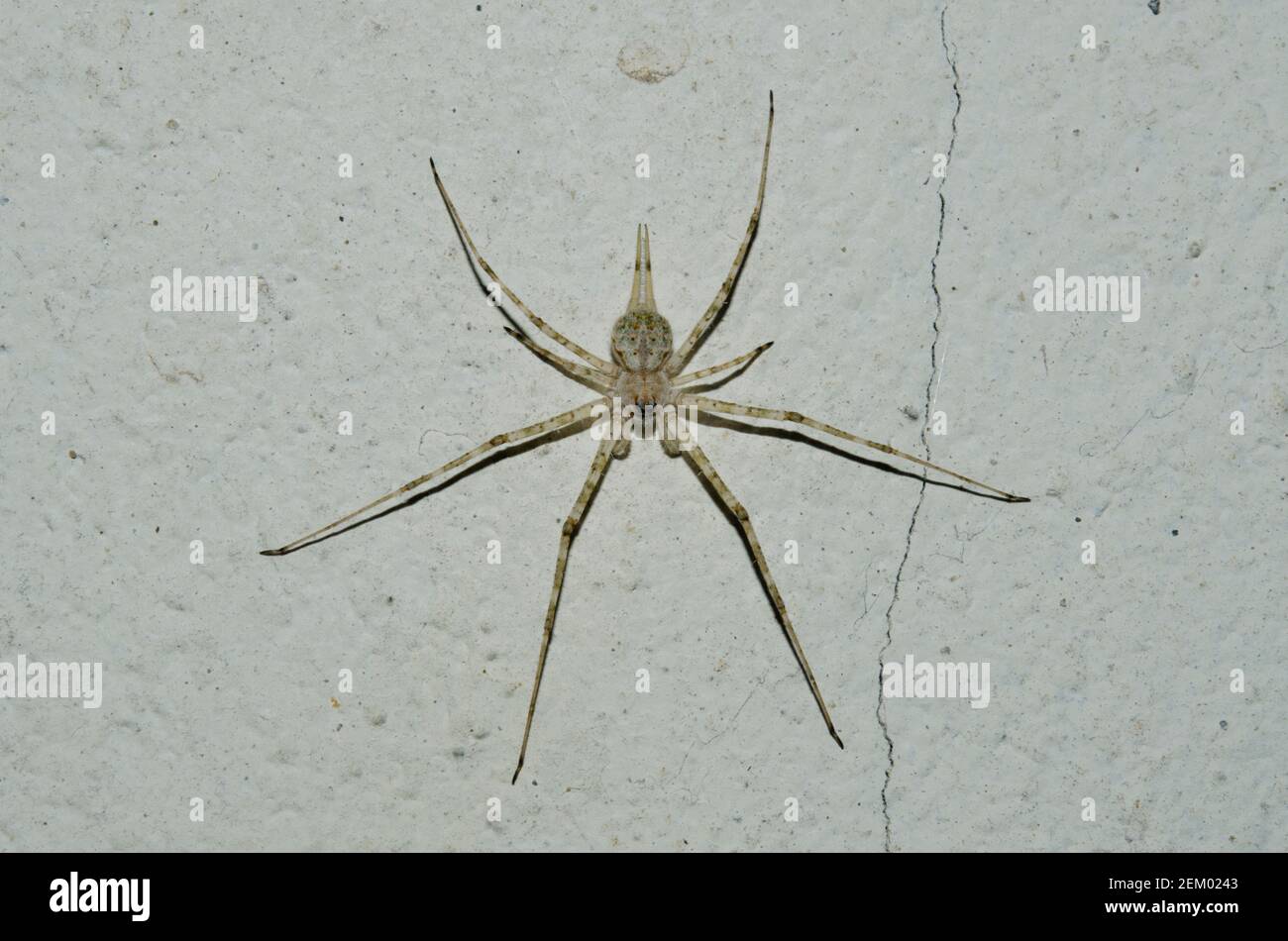 Tree Trunk Spider, Hersiliidae Family, camouflaged on wall, Klungkung ...