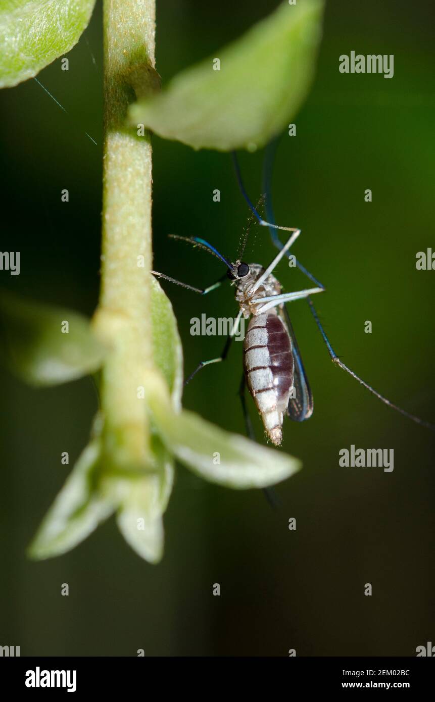 Mosquito, Culicidae Family, on plant, Klungkung, Bali, Indonesia Stock ...
