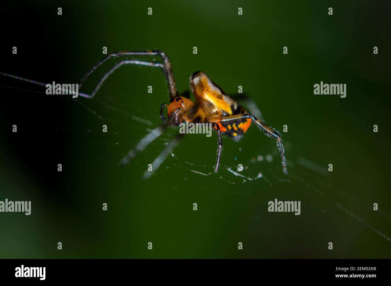Pear-Shaped Leucauge Spider, Opadometa fastigata, in web, Klungkung ...