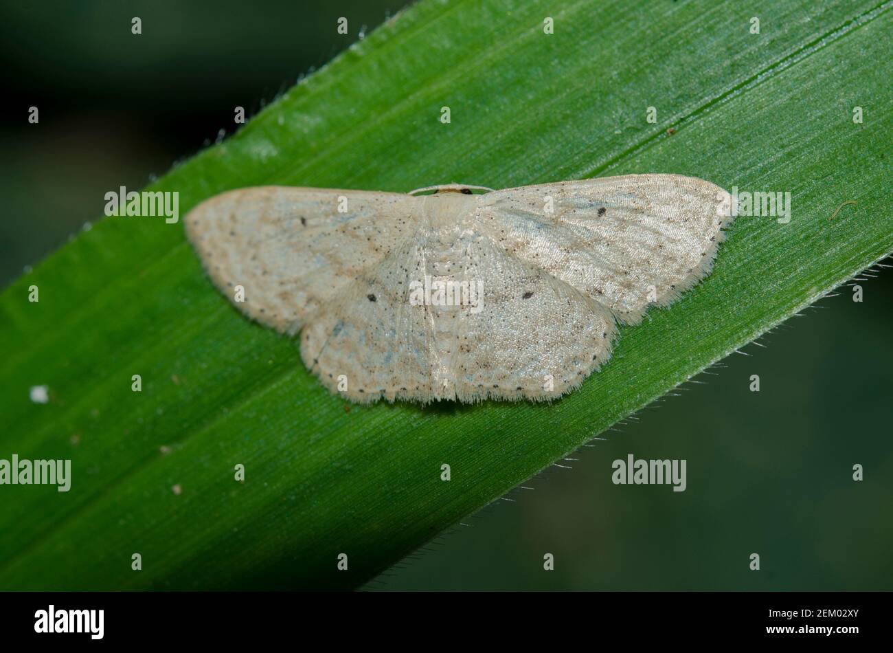 Scopula Moth on leaf, Scopula sp, Klungkung, Bali, Indonesia Stock ...