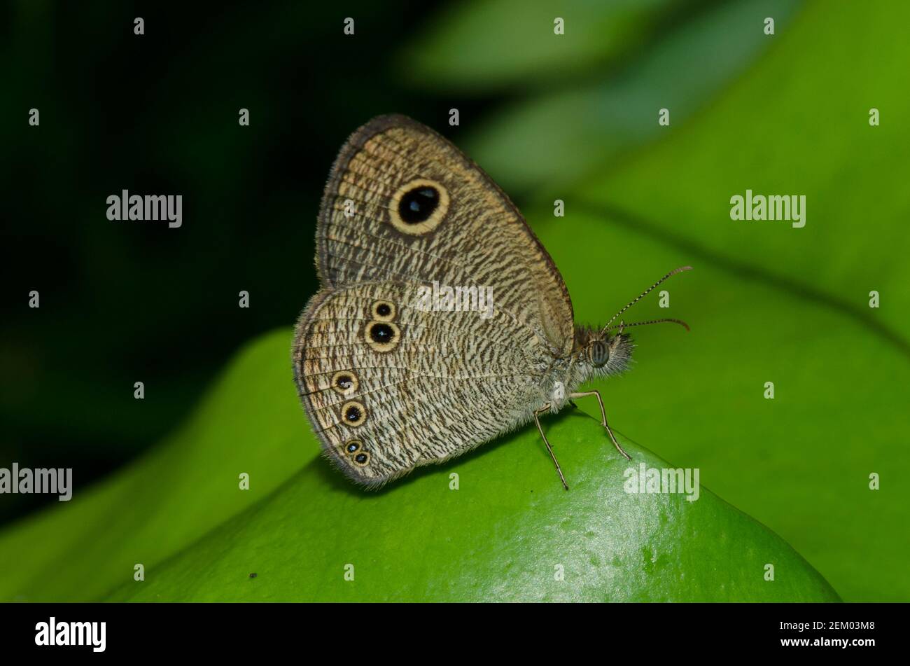 Five ring hi-res stock photography and images - Alamy