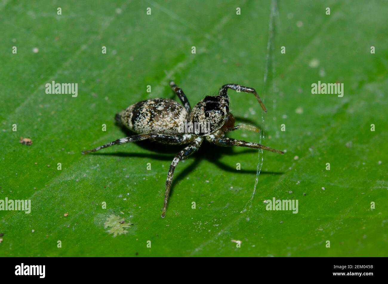 Cosmophasis umbratica hi-res stock photography and images - Alamy