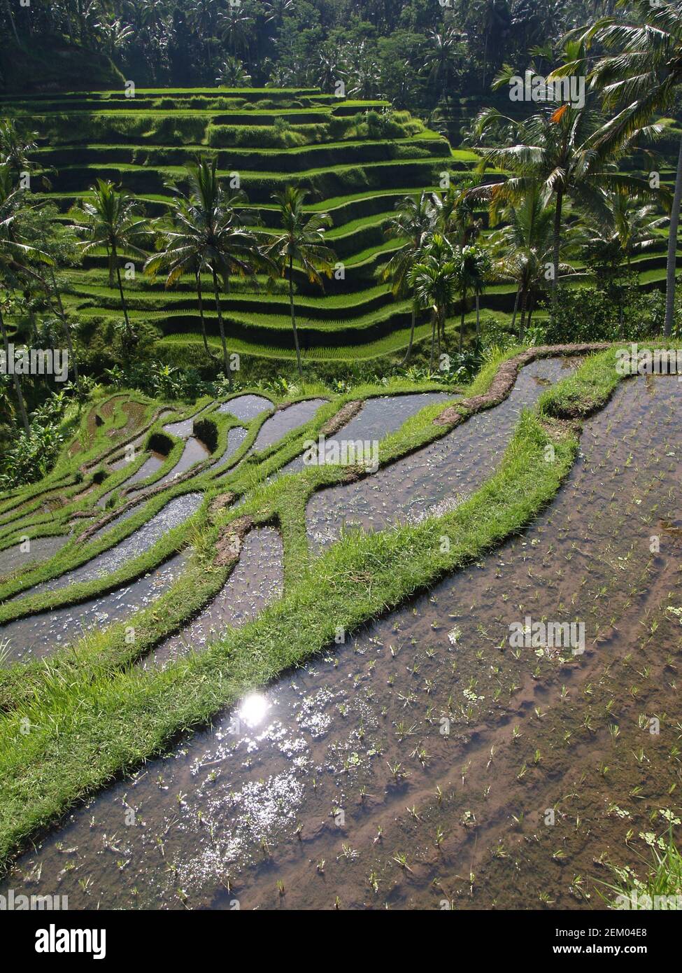 rice paddies near ubud, bali, indonesia Stock Photo - Alamy
