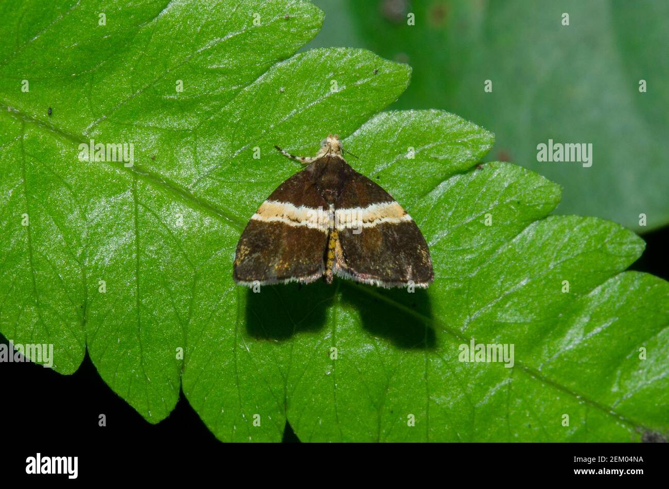 Metalmark Moth, Choreutidae Family, on leaf, Klungkung, Bali, Indonesia ...