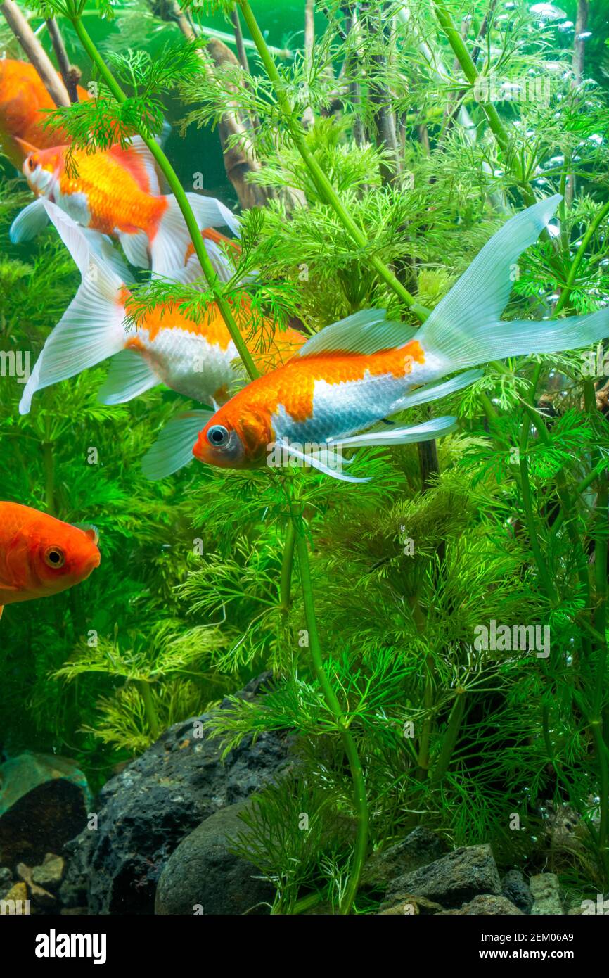 Aquarium native hardy fancy gold fish, Red Fantail Stock Photo - Alamy
