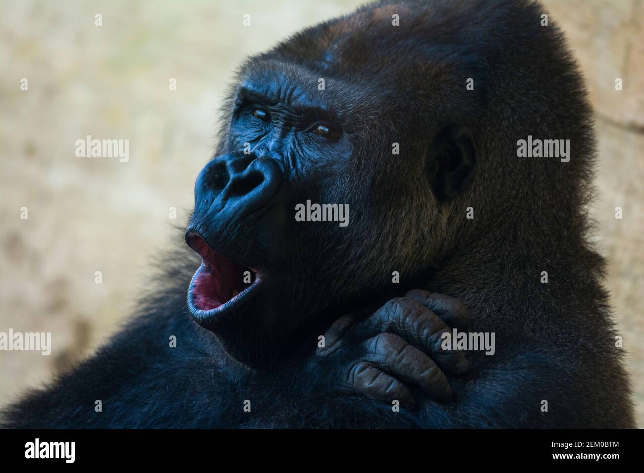 A male gorilla named 'Eco' is seen gesturing in his enclosure at ...