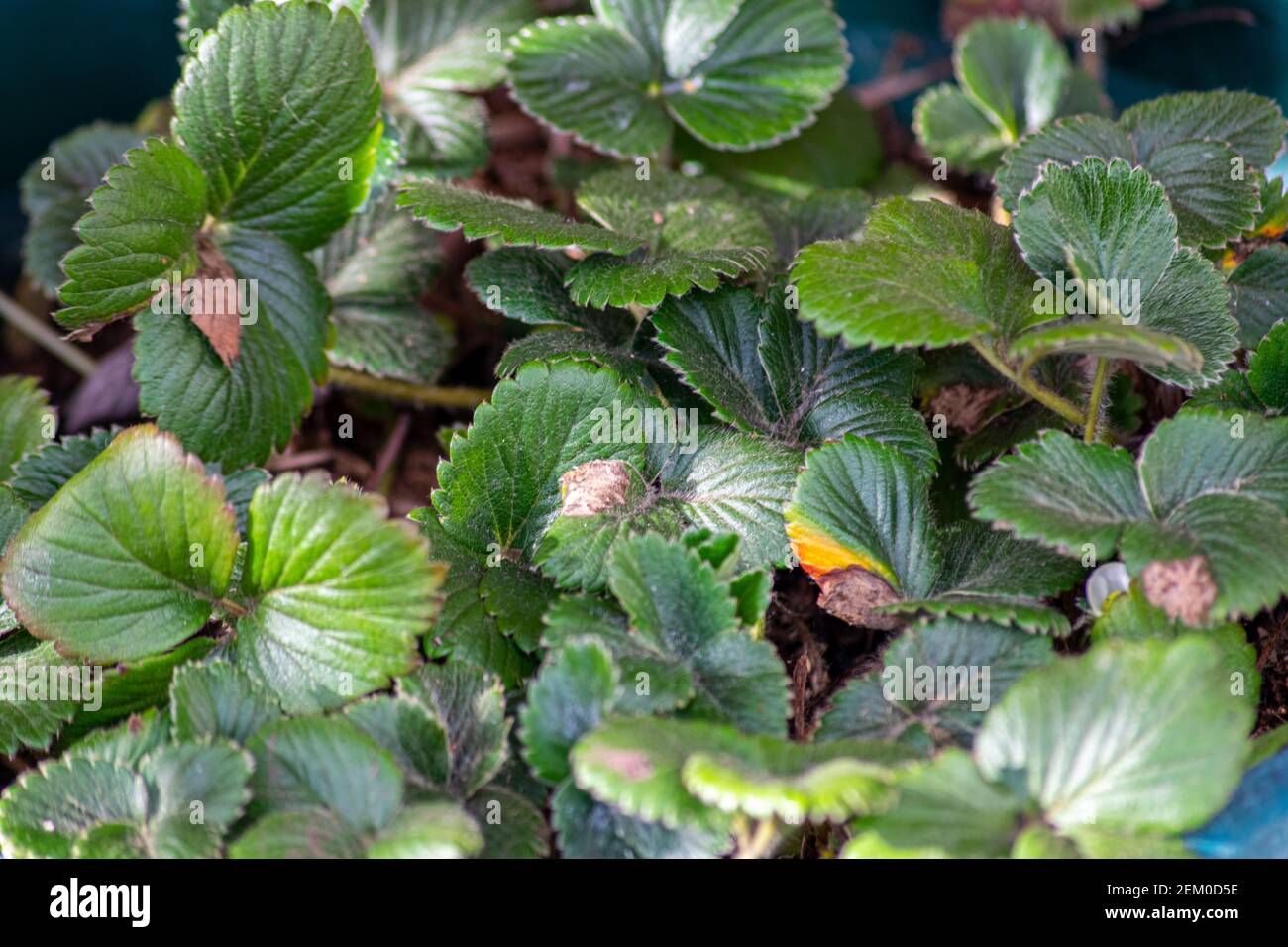 Biological growing or farming strawberry trees Stock Photo - Alamy
