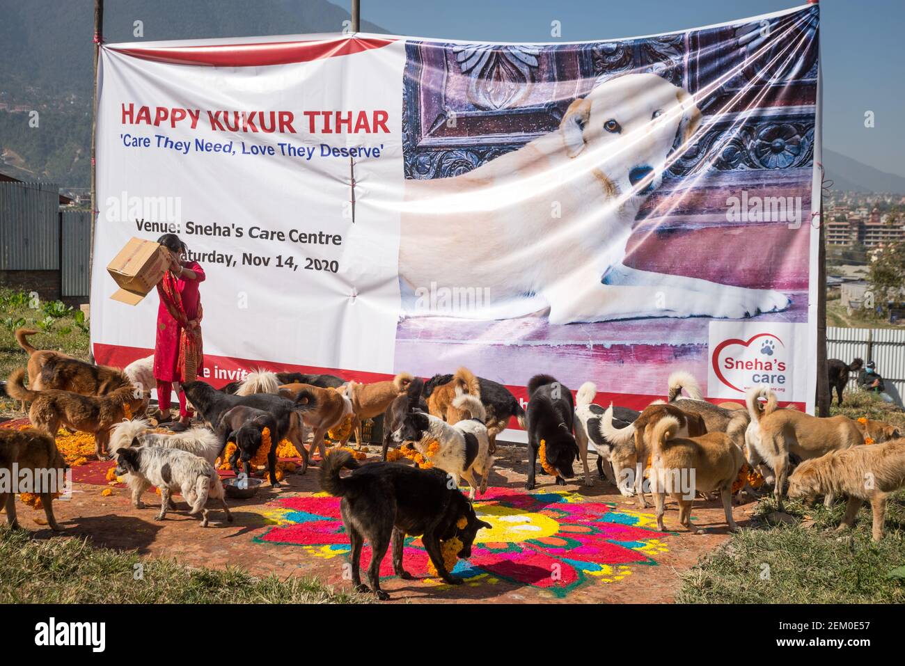A staff member of the dog care center offering food to dogs during the ...